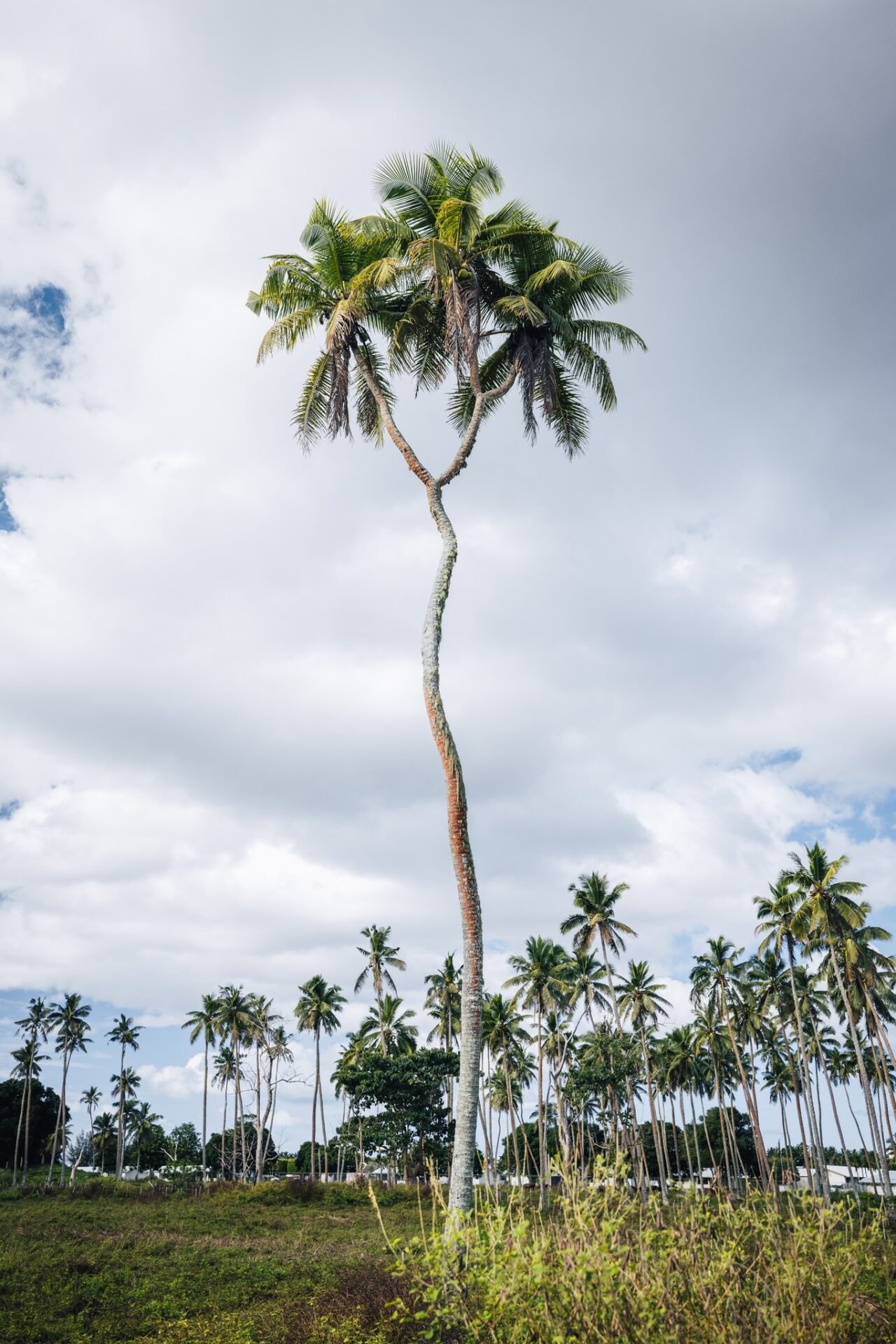 Discover Tongatapu: Cultural sites, Crafts, and Traditions